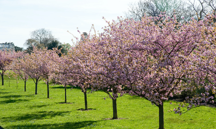Six of the best places to see cherry blossom in England - Lexus UK Magazine
